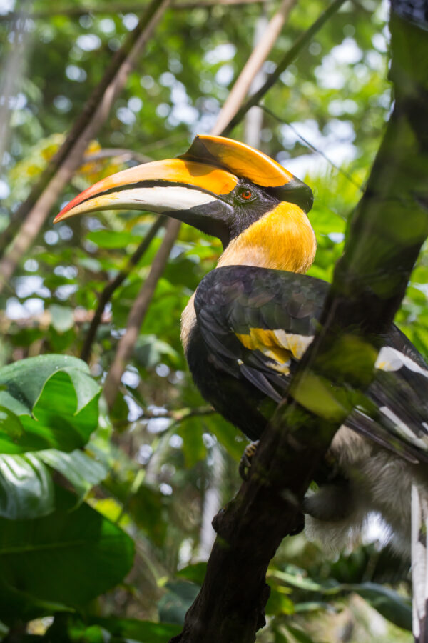 Discovering the North Region of Brazil - BrazilianCulture.Art